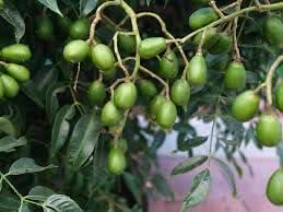 VENUS-ONLINE Rare Indian Hog Plum;Ambazham (Spondias mombin) Fruit Live ...