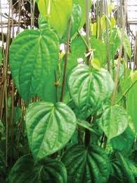 MITU Betel Leaf Paan/Pan Patta Healthy Live Plant, : Amazon.in: Garden ...