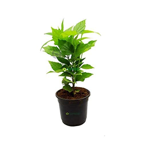 DNOTRO Harshringar Night Jasmine | Parijaat | Parijatak | Harsringar ...
