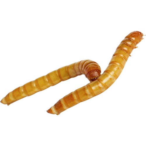 Predator Foods Product Guide: 10 Best Things to Buy from Predator Foods ...