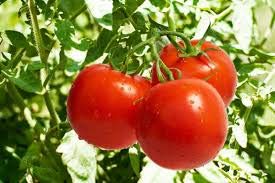 Buy SJ Stocks Live Desi Tamatar/Tomato Vegetable Plant Healthy Plant ...