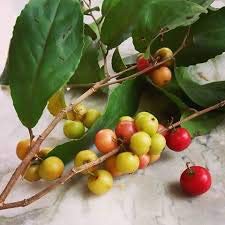 Arlo Tropical Rare Fruit Live Plant - High Delicious " Loobi ...