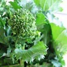 Amazon.com : Broccoli Rabe Seeds (CERTIFIED USDA ORGANIC) by Stonysoil ...