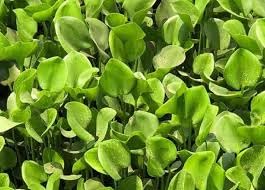 MITU Live Plant Water Hyacinth Flower Plants Pack Of 5 Water Hyacinth ...