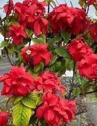 Nandini Garden Red Musanda Dwarf Mussaenda Erythrophylla Ashanti Blood ...