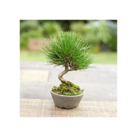 Vixenssell Pine Tree Live Plant / Himalayan Plant / Cedrus Deodara ...