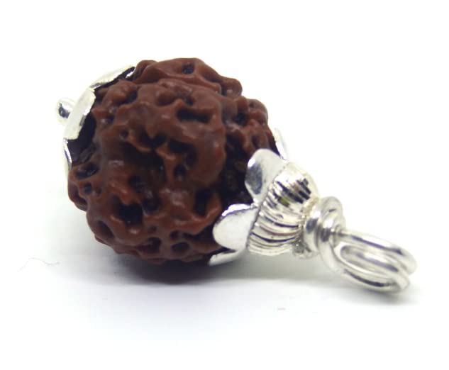 NEXG 3 Mukhi Rudraksha Original Certified Nepali Tin Mukhi Rudraksha ...