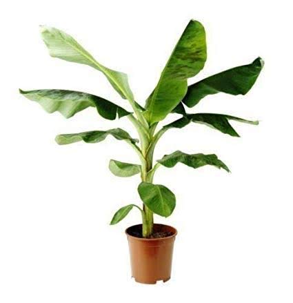 A&S Plant Live Kela/Banana Plant for Puja with Pot : Amazon.in: Garden ...