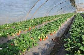 DEWAN SONS Green House 16 FT x 30 FT [Imported] 300-GSM Greenhouse ...