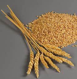 Geet Emmer Long Wheat/Khapli Gehu : Amazon.in: Garden & Outdoors