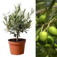 Indian olive tree Pack of 1 Healthy live plant : Amazon.in: Garden ...