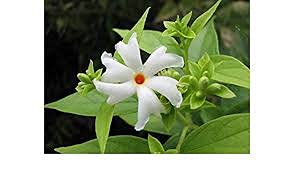 Buy Green view Mullai/Jasmine Plant Live Plant/Flower/Indoor/Outdoor ...