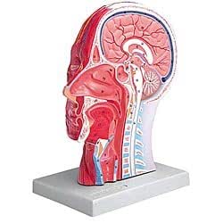 Amazon.com: Altay Half Head Model : Home & Kitchen