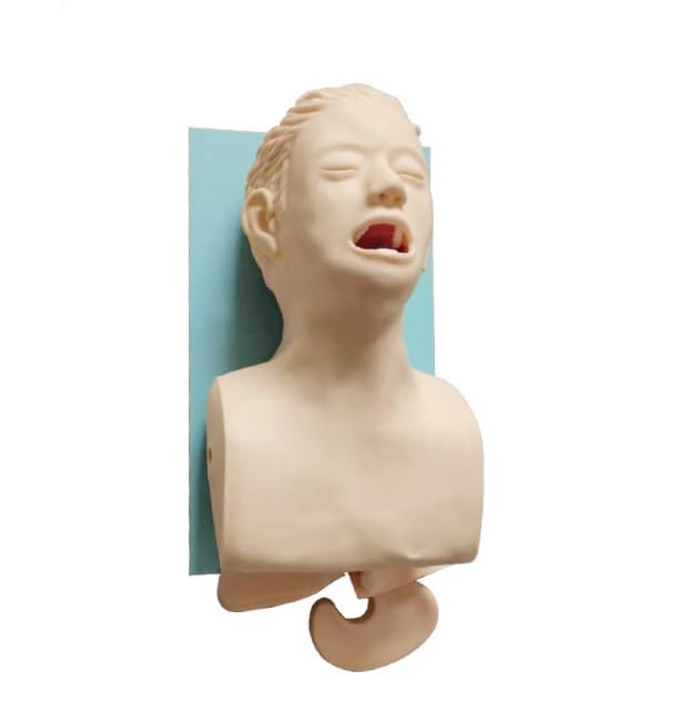 Buy PVC Endotracheal Intubation Human Model - Tracheal Intubation ...