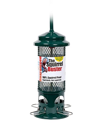 A Comprehensive Guide on How to Squirrel-Proof a Bird Feeder