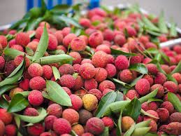 Uniquetree Fay Zee Siu Lychee Live Plant (Chinese Variety Healthy Rare ...