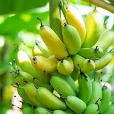 ARIYA Rear Live Grand nine G9 Banana Fruit Plant Kela Tree : Amazon.in ...