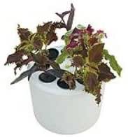 Amazon.com: Daisy Cloner, 8 Site 2" : Patio, Lawn & Garden