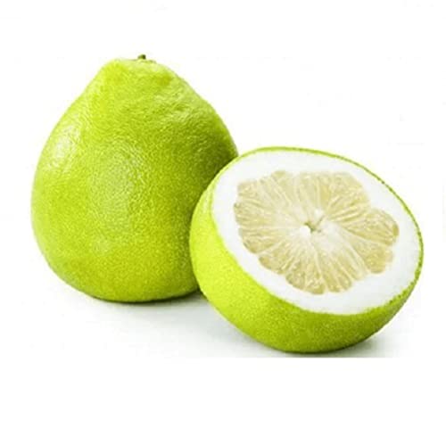 Fresh Grapefruit, Indian, 1 Piece (Approx. 300 gms) : Amazon.in ...