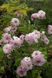 Multicolour Guldavari Flowers Plant with Pot-4" Free Vermi Composet ...