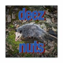 Amazon.com: Deez, Nuts - Opossum/Possum - Funny Bumper Stickers [00666] : Automotive