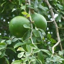 Mphmi Plants Live Bel Patra/Bel Tree/Bilva Patra/Bael/Bel Pathar Fruit ...