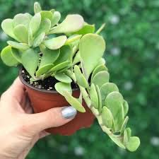 Zed Plant USA (Original Variety Pack Of-1) Healthy Plant With-1 Pot ...