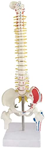 Buy QIQIZHANG Anatomy Model, Educational Dolls Spine Model Anatomy,45cm ...
