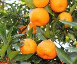 THE GREEN VIEW GARDENS All Time Vietnam Malta Mosambi Lebu Large Size ...