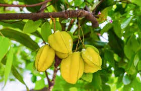 Amazing Store Hybrid Grafted Kamrak/Star Fruit/Carambola Tree Plant ...