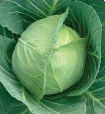 Cabbage(F1) Supreme F1 Hy Supreme 10 gm Seeds(Pack of 2) : Amazon.in ...