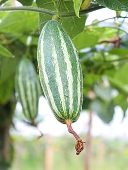 Parwal Plant Root Desi | Root for Desi Parwal Plant (Pack of 2 ...