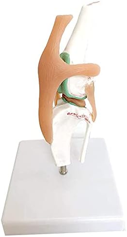 Canine Knee Joint Model, Animal Body Anatomy Replica of Dog Stifle for ...