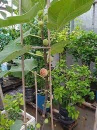 Anjeer tree 1 big live plant : Amazon.in: Garden & Outdoors