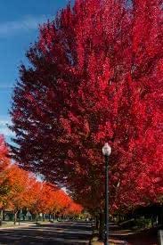 Amazon.com : Red Sunset Maple Tree Bareroot 8-12" : Patio, Lawn & Garden