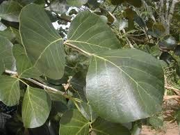 Buy Fresh Palash Leaf/tesu ke patte/Dhak ke patte/Herbal/Ayurvedic (20 ...