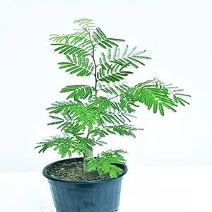 Shami Tree/Banni Tree/Vanni Maram Indoor/Outdoor Healthy live Plant ...