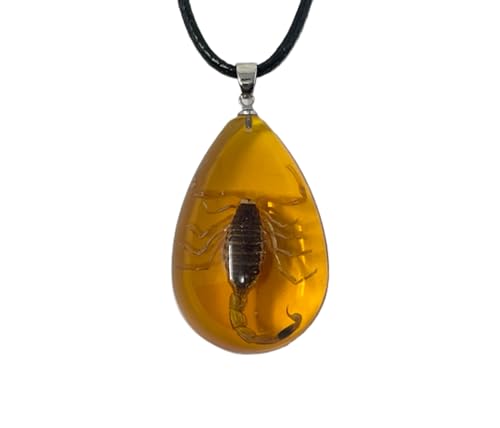 Amazon.com: Real Scorpion Necklace Taxidermy Insects Animals Scorpions ...