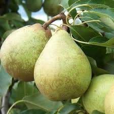 Mphmi Live Babugosha/European Pear Fruit Plant With Pot : Amazon.in ...