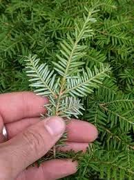 Amazon.com : Generic New Fresh 10pcs Eastern Hemlock Tree Seeds : Patio ...
