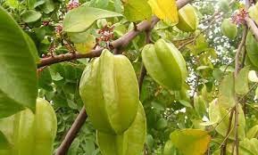 Green Volcano Hybrid kamranga fruit Star Amrak fruit Carambola Grafted ...
