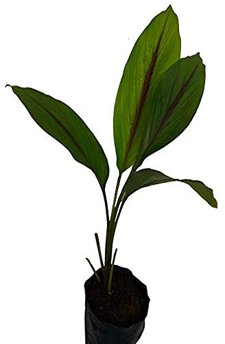 KAROLANE® Live Kali Haldi Plant NAR Kachura Krishna Haridra Black ...