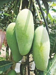 Mango Thai Catimon Katimon Mango | Original Variety Grafted Aam Fruit ...