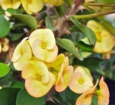 Euphorbia Milli Flower Live plant : Amazon.in: Garden & Outdoors