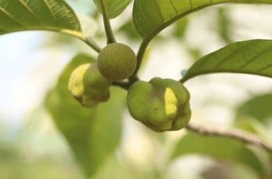 SANJU Badhal/Artocarpus Lacucha/Monkey Jack Fruit & Fruit Plant ...