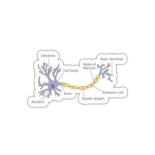 Amazon.com: Labeled Neuron Diagram Sticker, Neuroscience Sticker ...