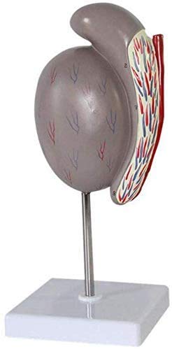 Buy LBYLYH Genitourinary System Model of Male Reproductive Structure ...
