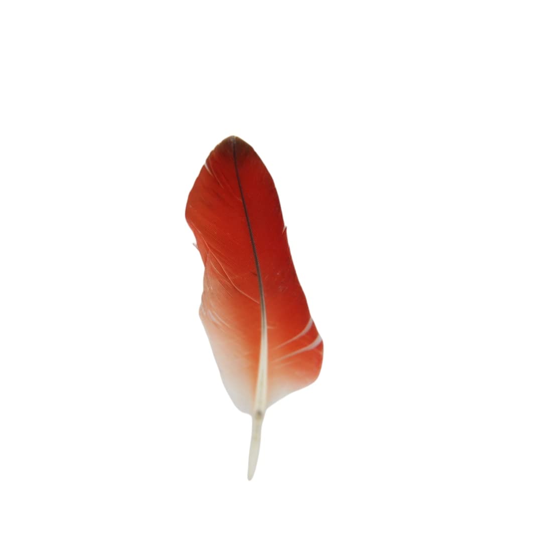 Pluma de Loro Autentica - Aut...B09LQ4PLFJ | Encarguelo.com