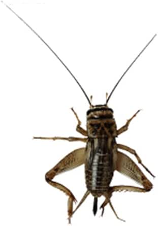 Amazon.com - 2PCS Insect Crack Car Stickers Cute 3D Cricket Decal Car ...