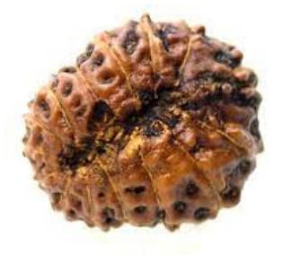 Trisha GEMS Stone Natural Shape Nepali Seed 13 Mukhi Rudraksha Seed ...